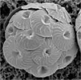puspita punya: DIVISI THALLOPHYTA
